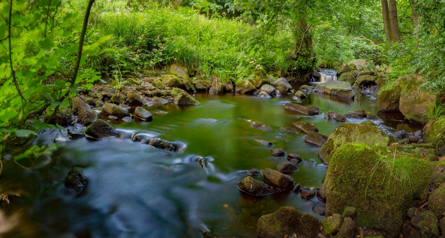 Surveys & Impact Assessments | EPS Ecology